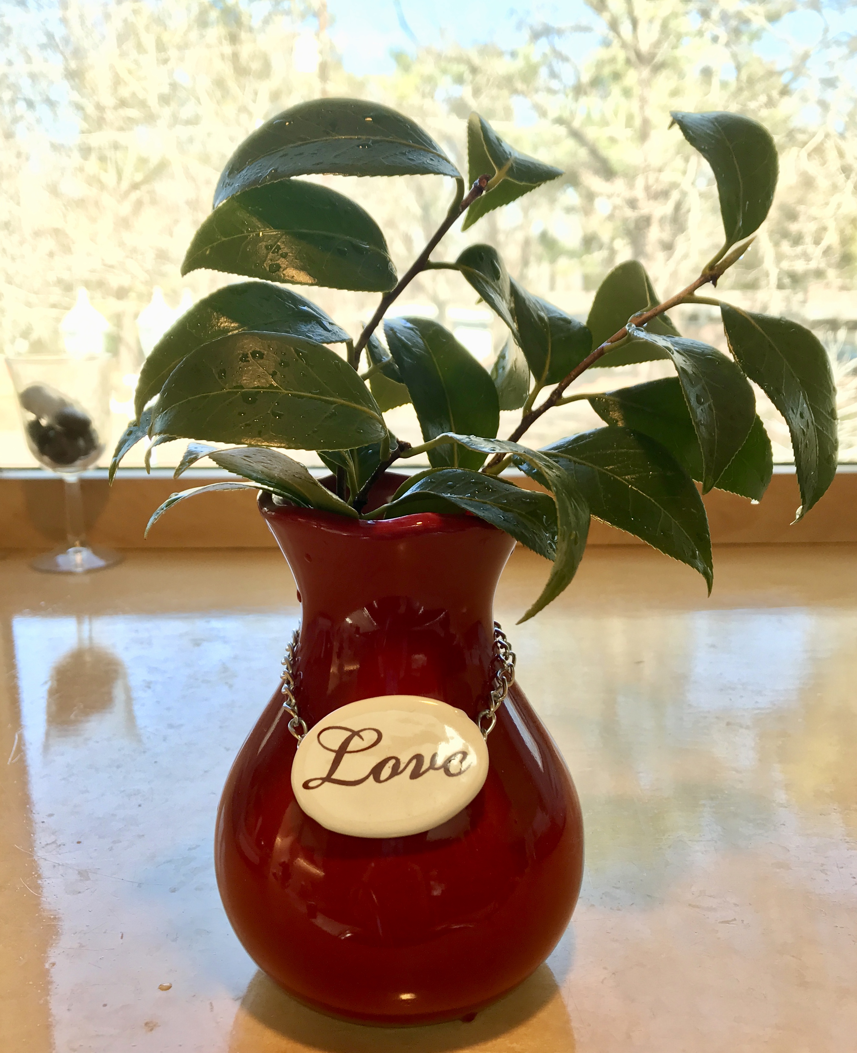 Camellia | Crazy Cat Kitchen