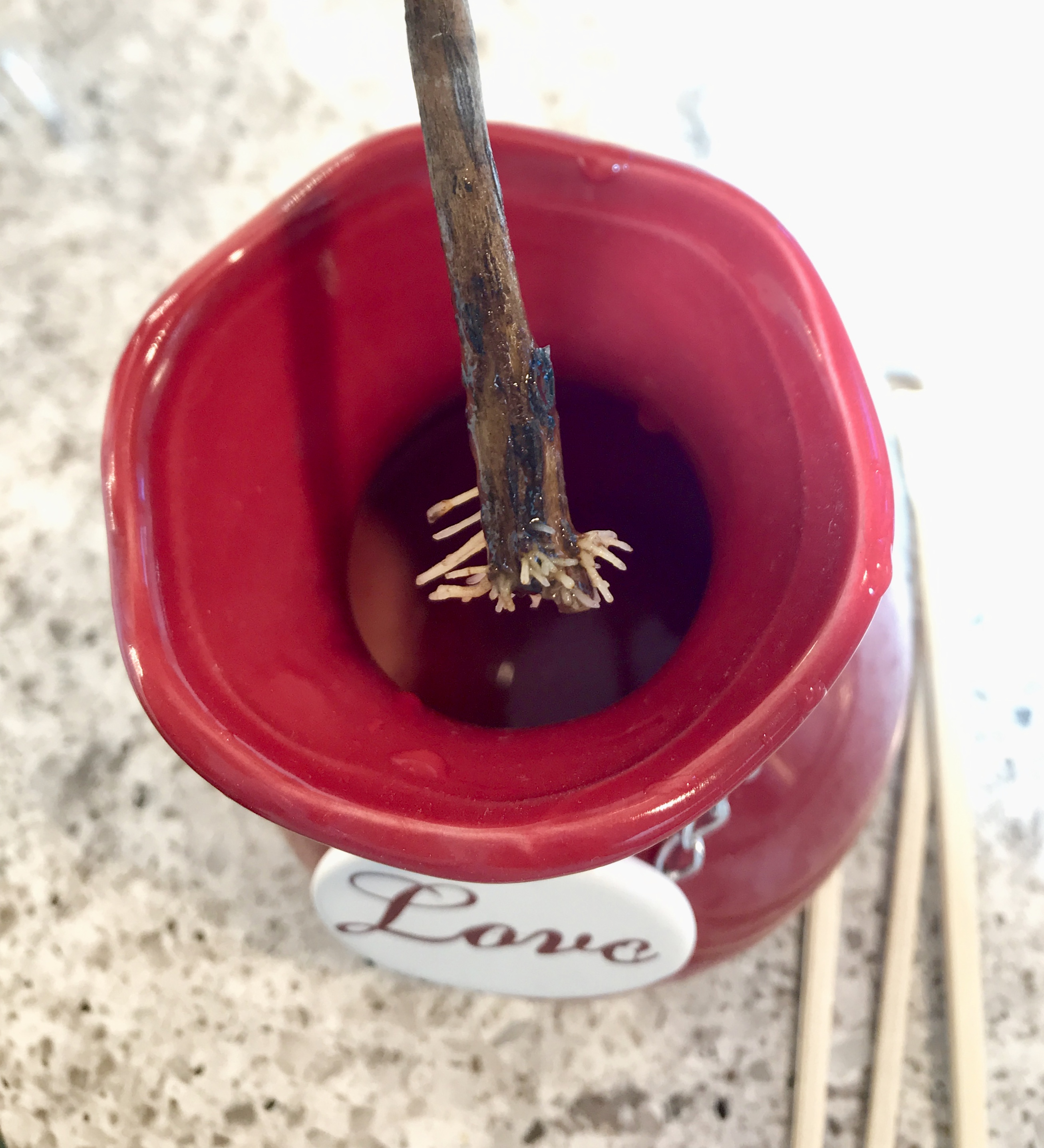 Camellia | Crazy Cat Kitchen